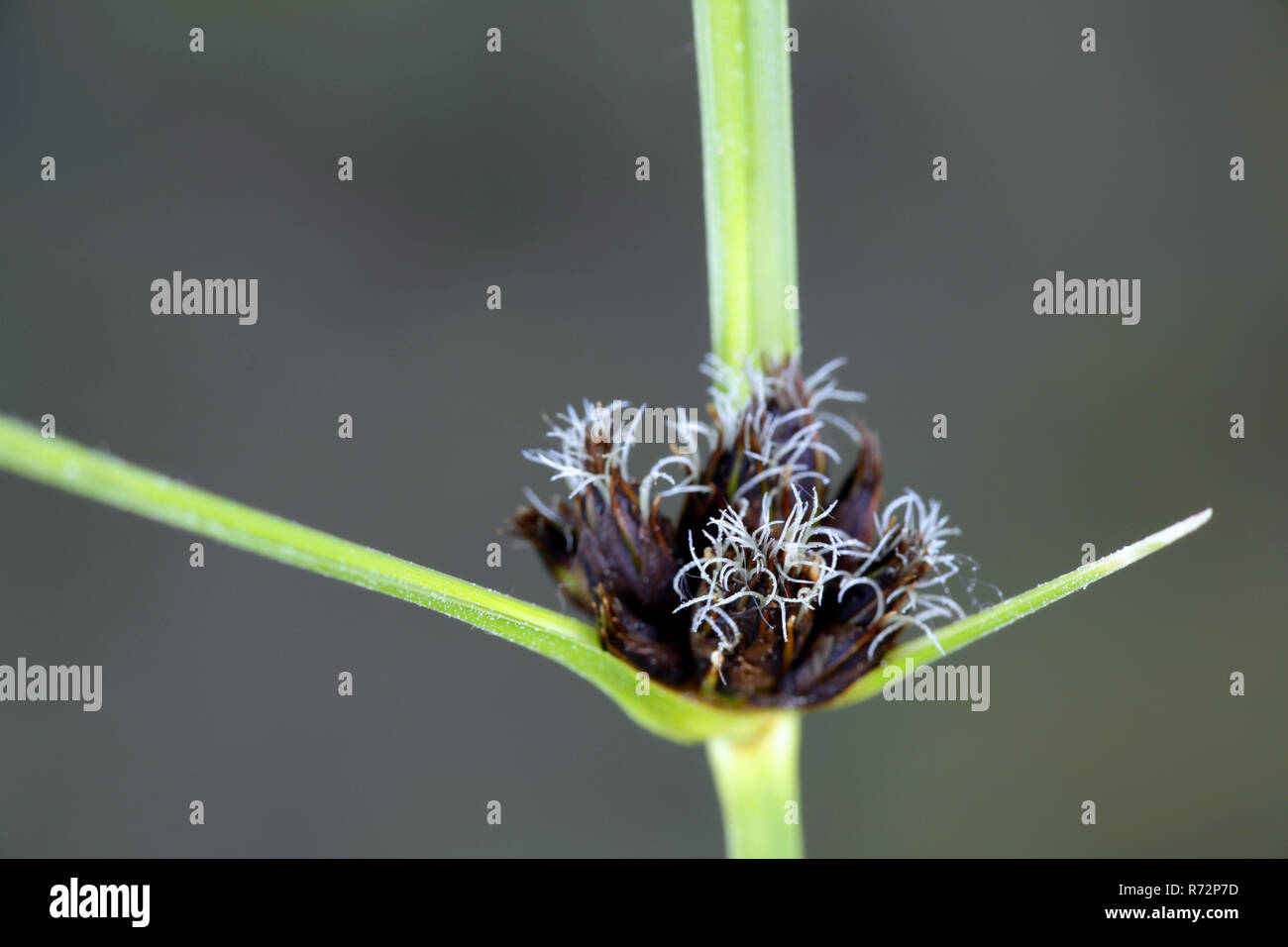 Bulrush flower hi-res stock photography and images - Alamy