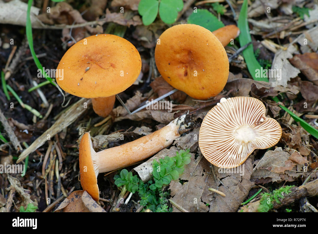 Lactarius aurantiacus, Orange Milkcap mushroom Stock Photo - Alamy