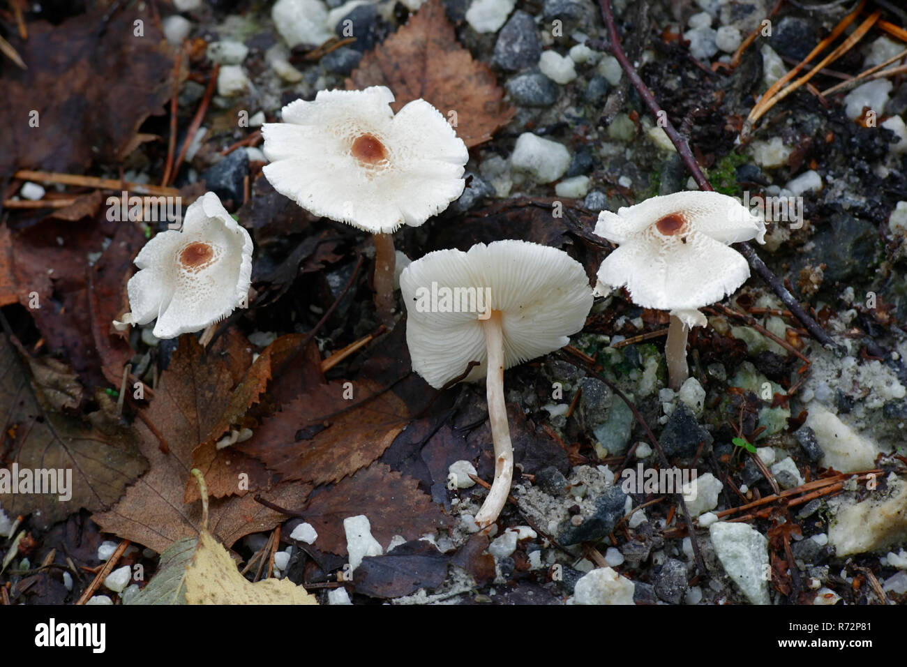 Lepiota cristata, commonly known as the stinking dapperling or the ...