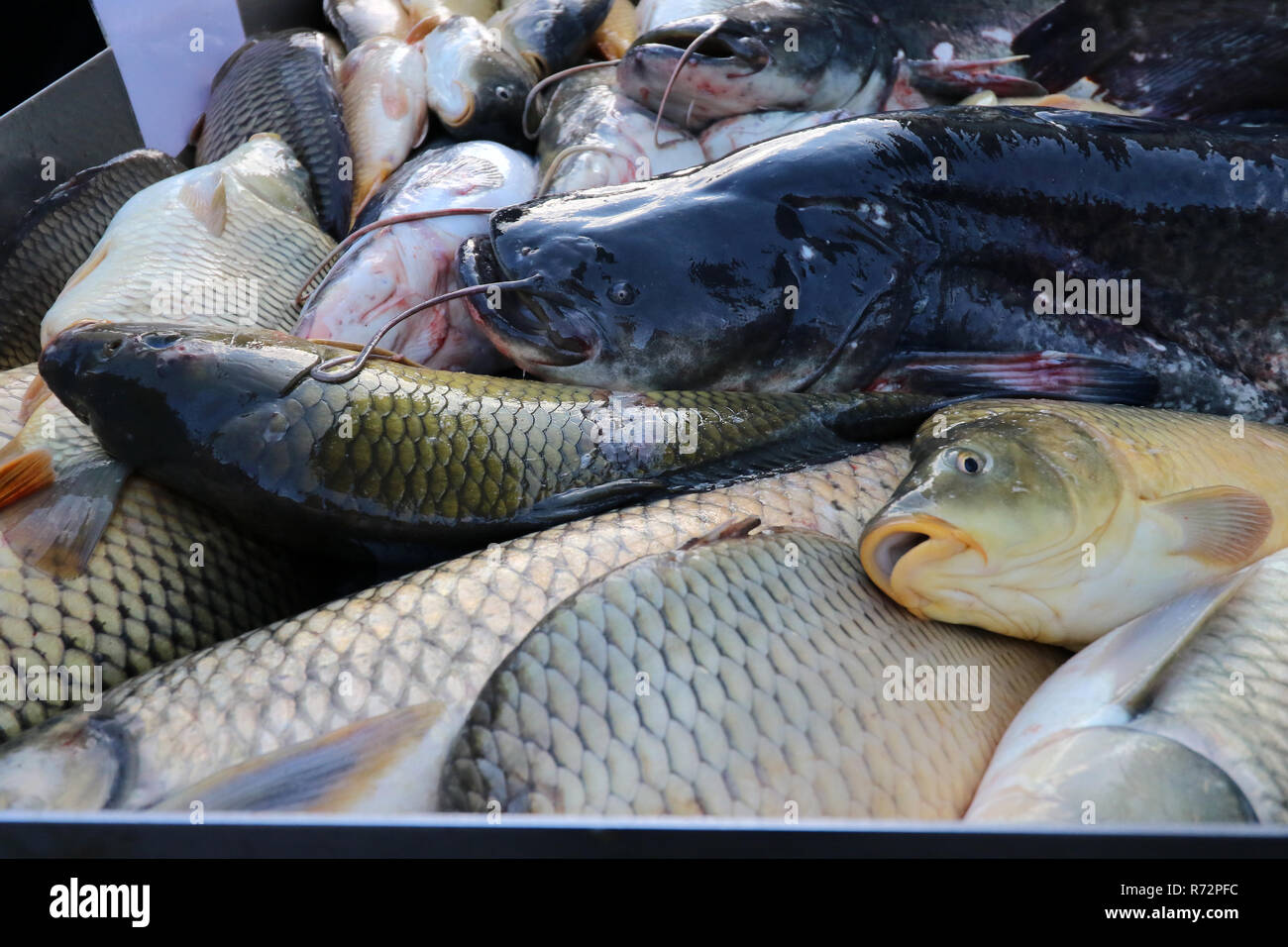 Carp farming hi-res stock photography and images - Alamy