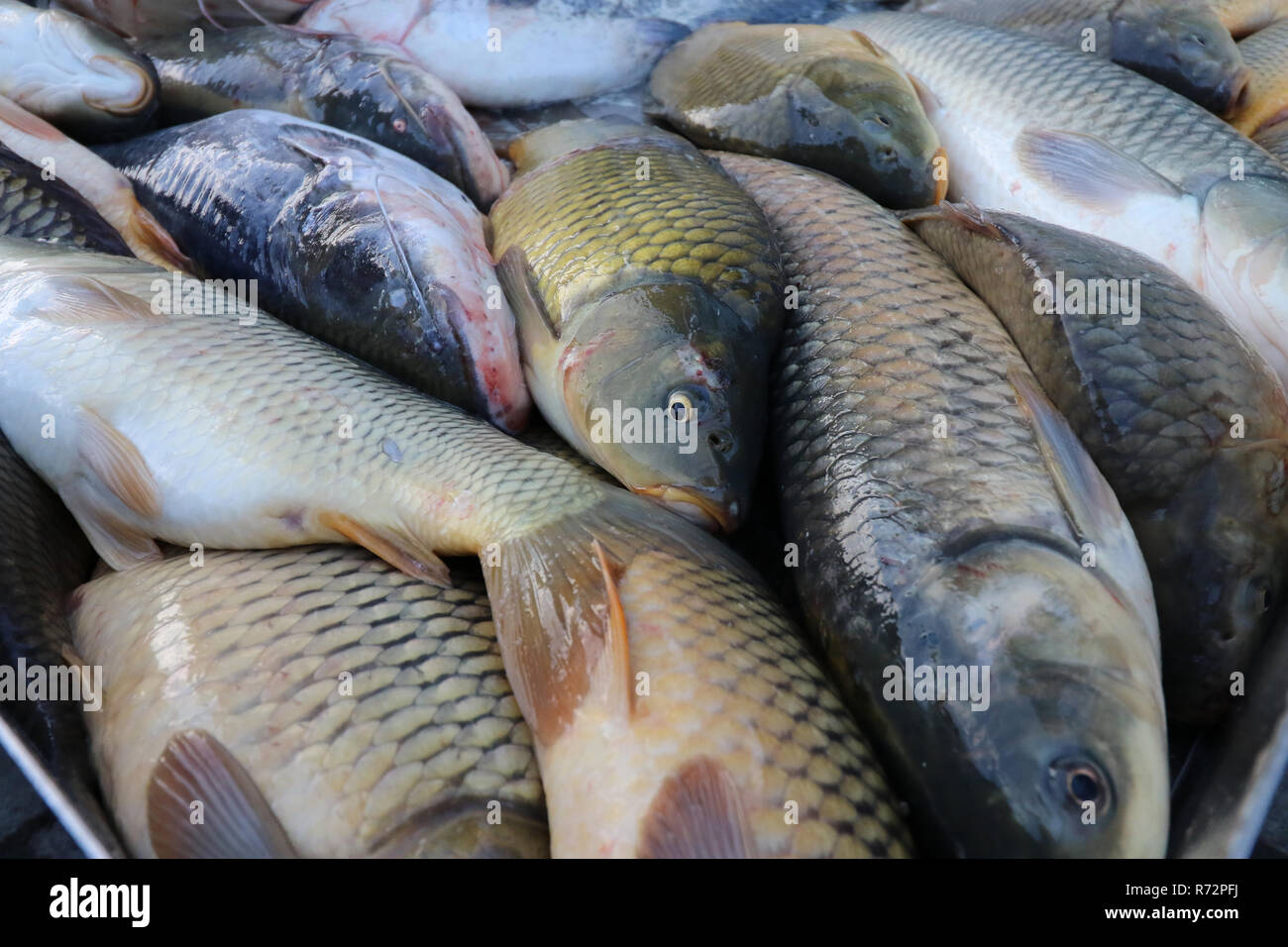 Fishing fresh car hi-res stock photography and images - Alamy