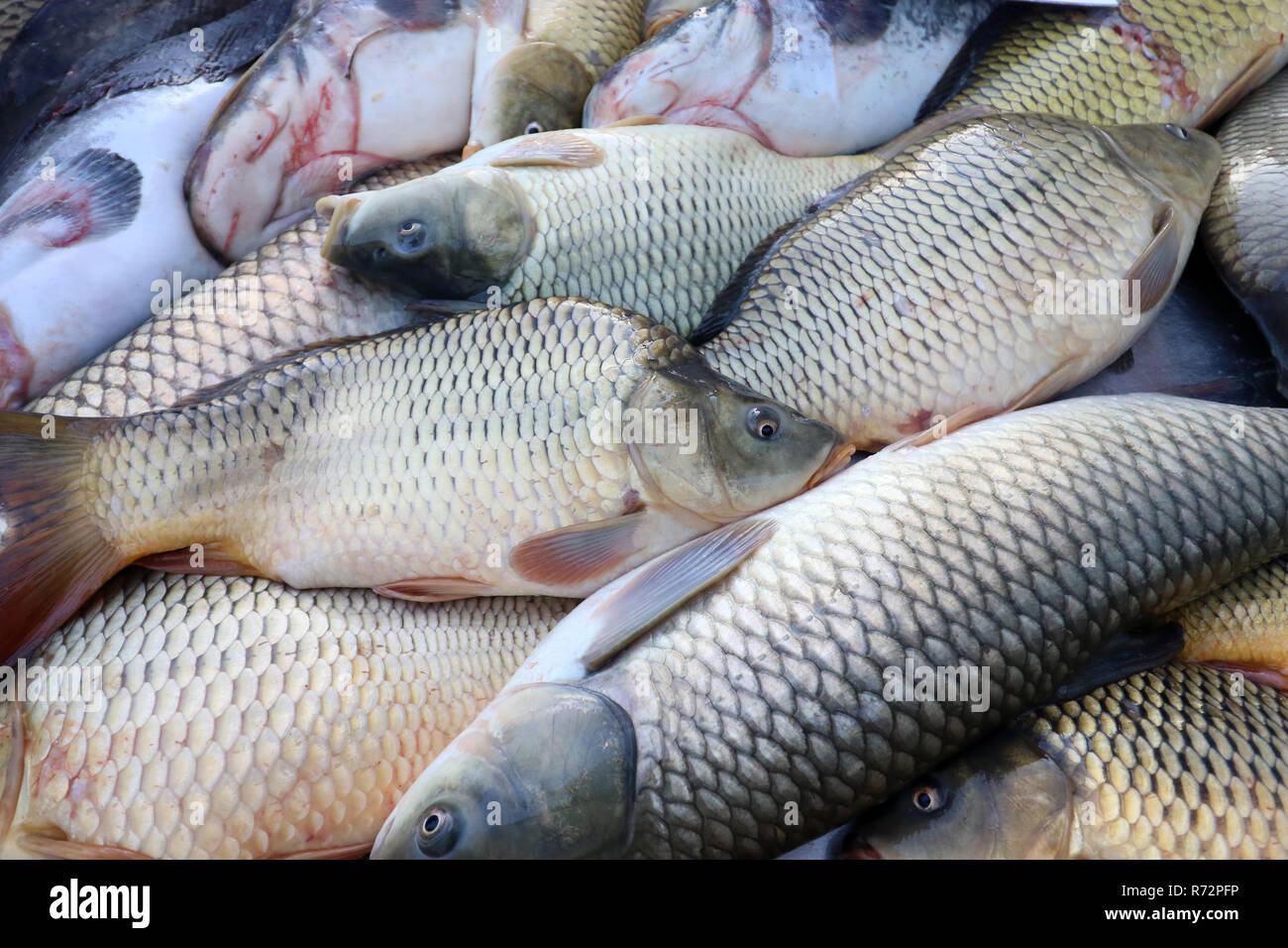 Fresh fish Carp Stock Photo - Alamy