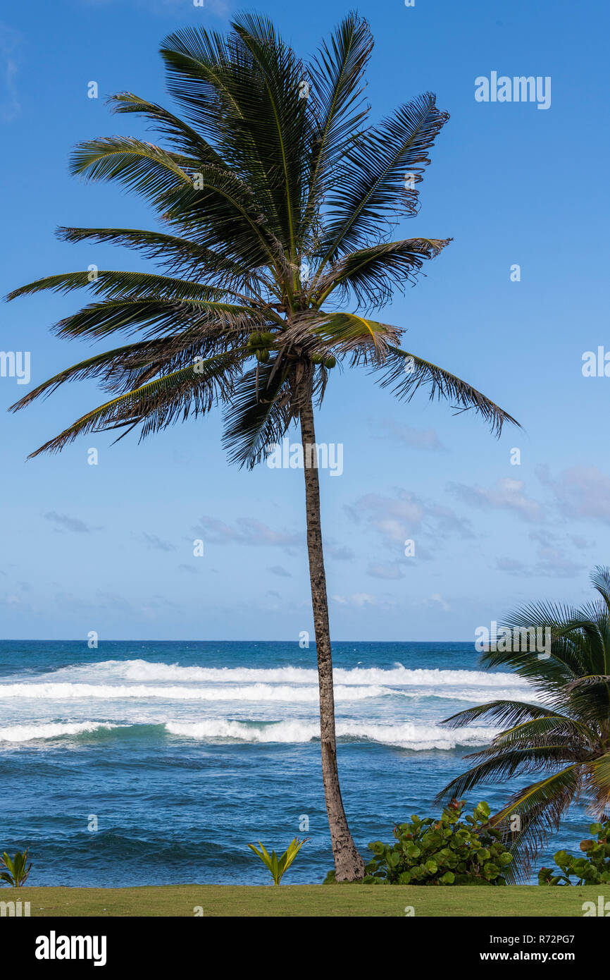 Bathsheba Beach & Atlantic Ocean Barbados Stock Photo - Alamy