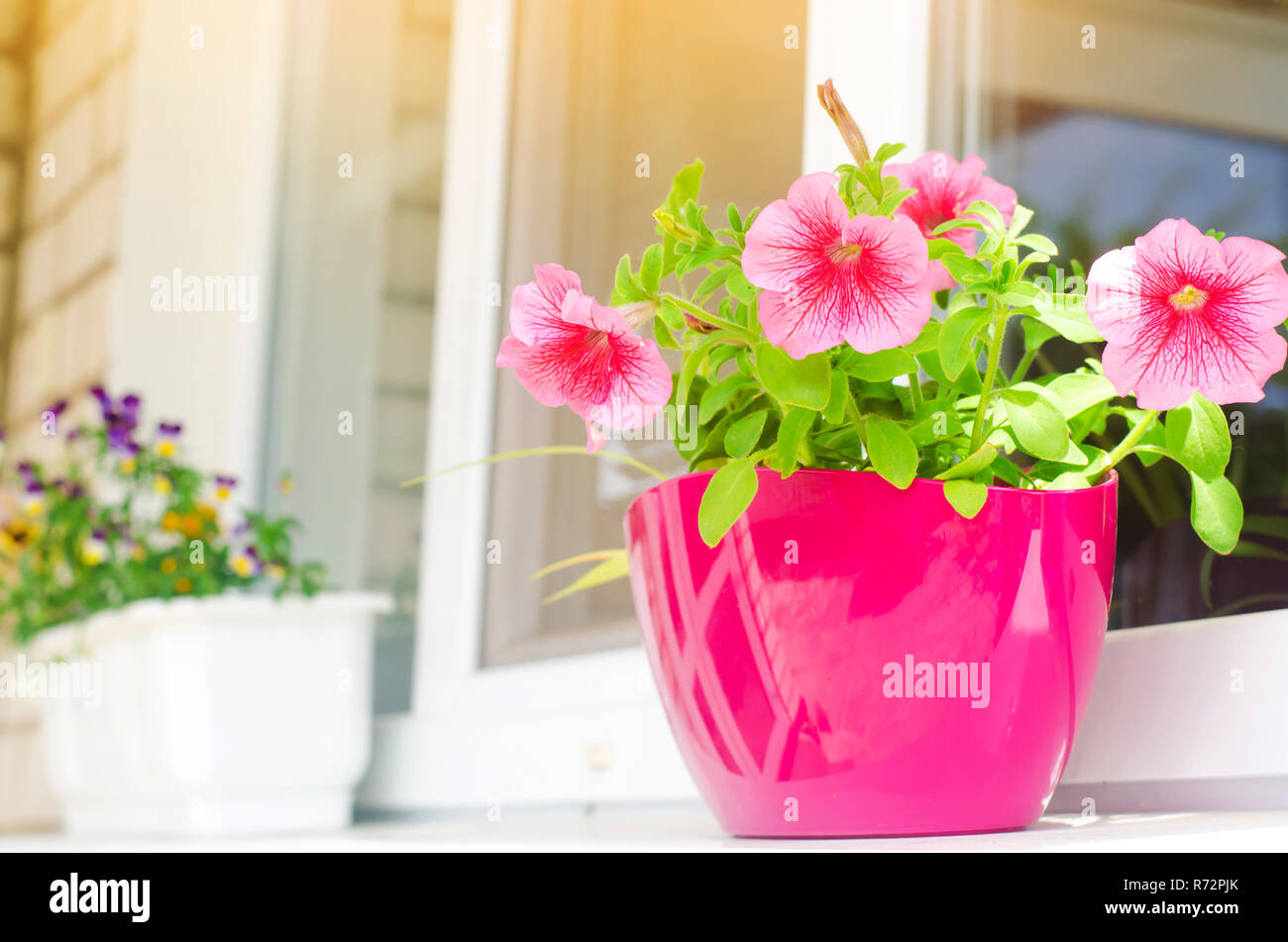 Petunias on balcony hi-res stock photography and images - Alamy
