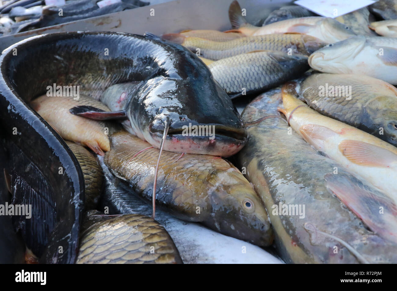 Fishing fresh car hi-res stock photography and images - Alamy