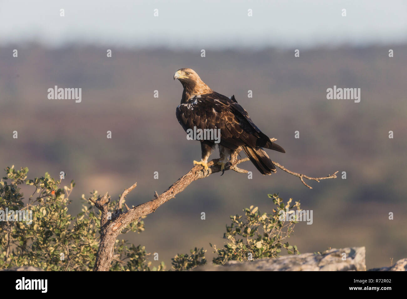 Spanish imperial eagle, Spain, (Aquila adalberti Stock Photo - Alamy