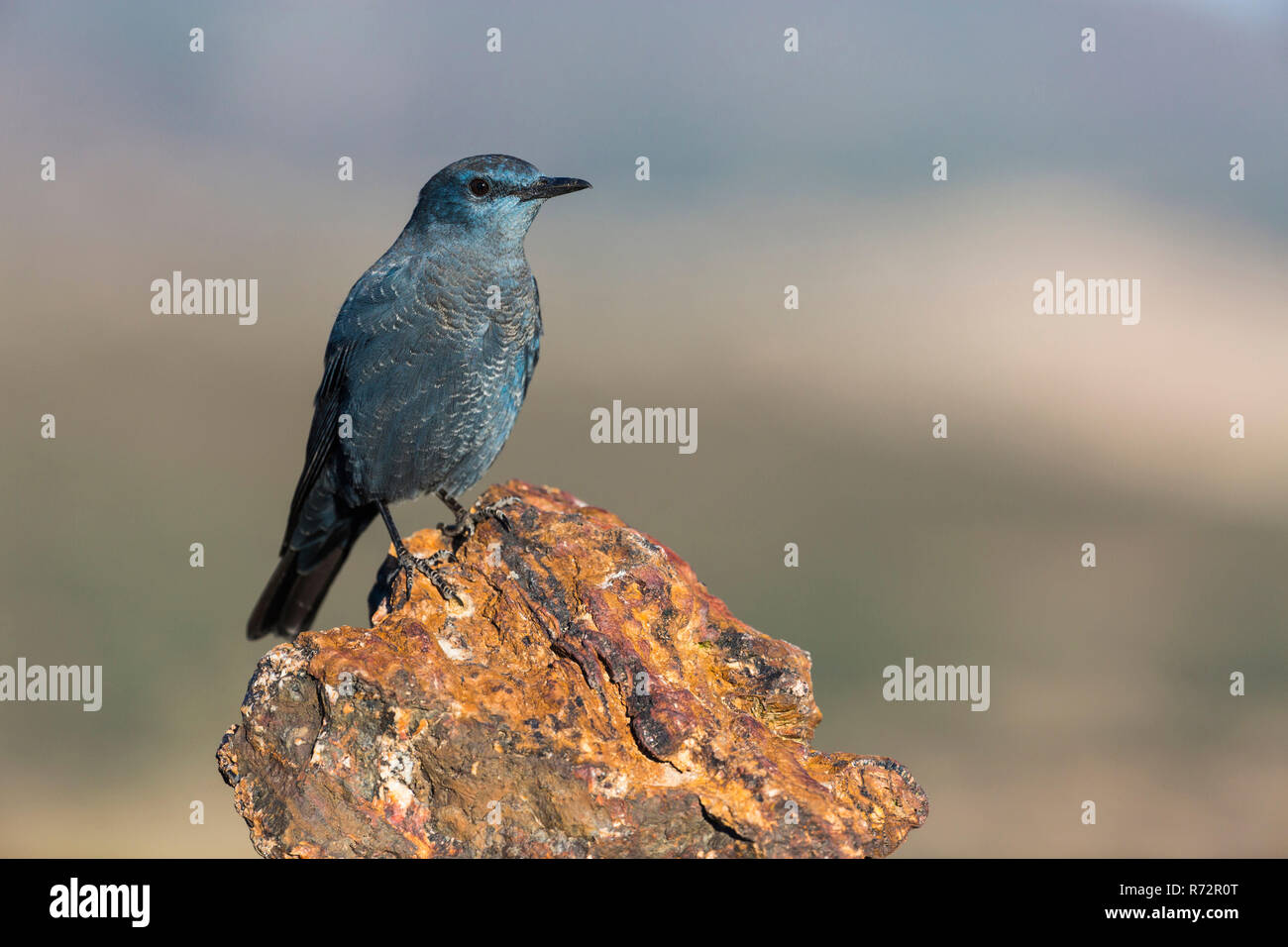 Blue rock thrush hi-res stock photography and images - Alamy