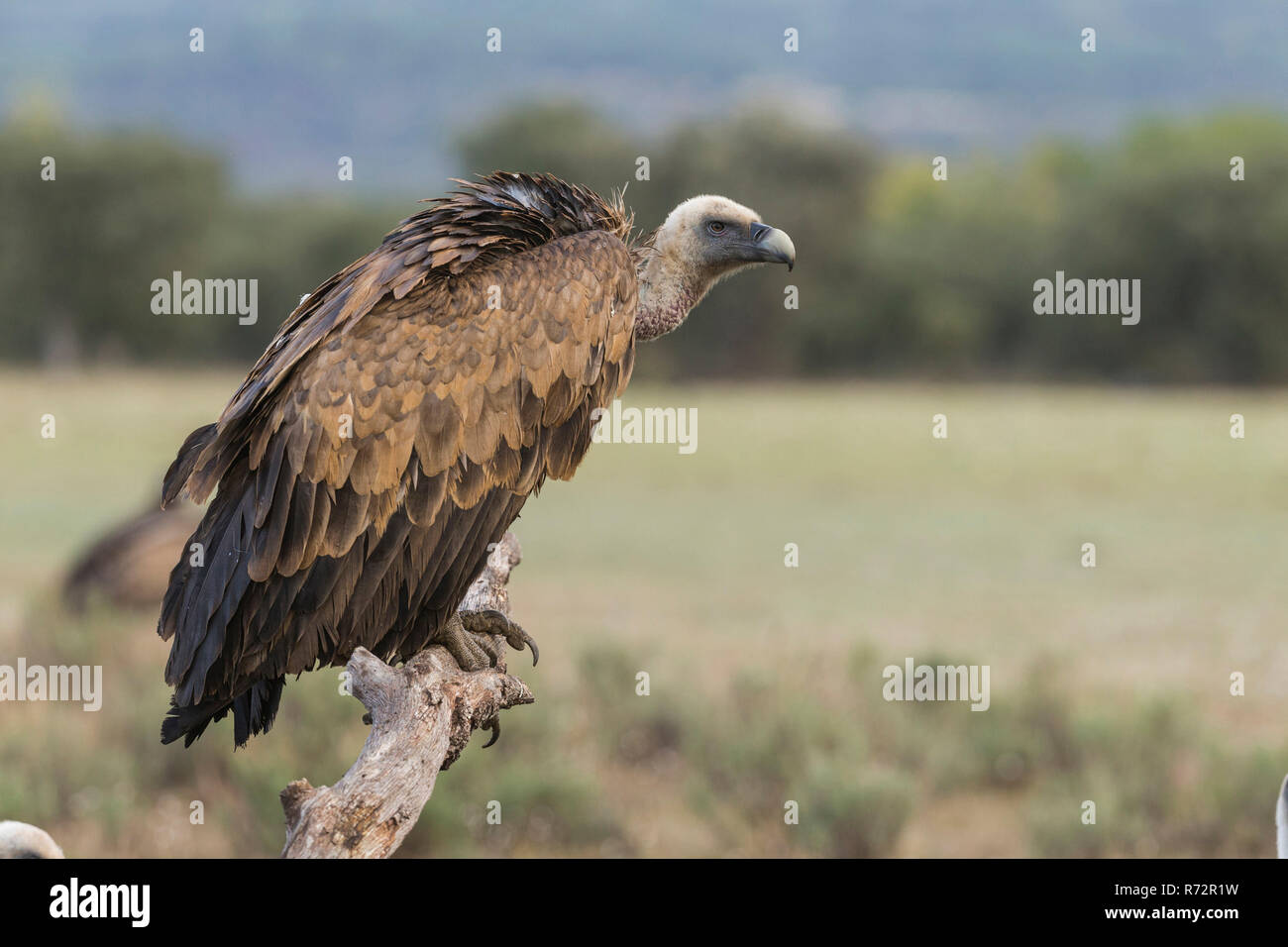 Vultures from spain hi-res stock photography and images - Alamy