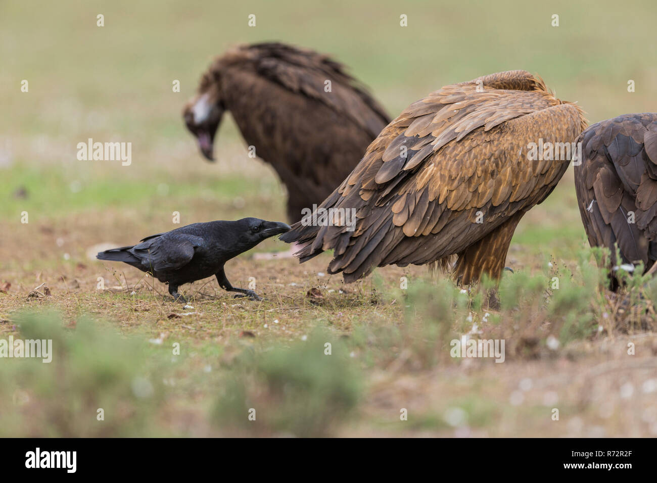 Raven with prey hi-res stock photography and images - Alamy