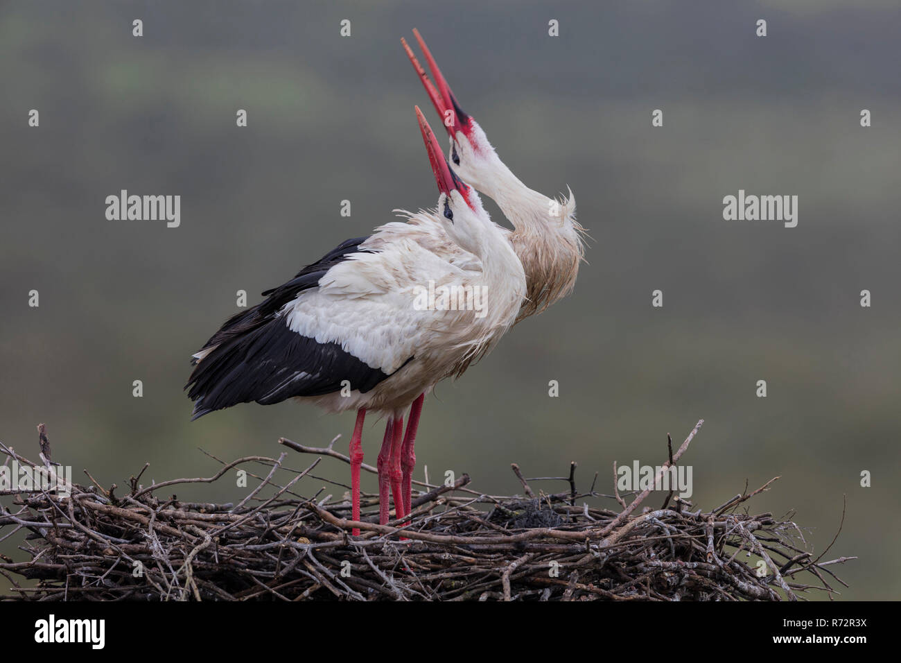 White stork, Spain, (Ciconia ciconia Stock Photo - Alamy