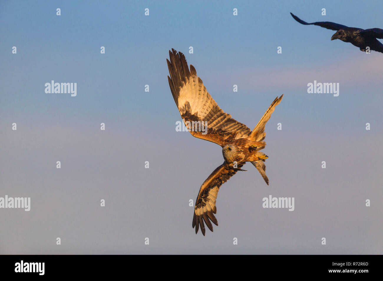 Common raven in full flight hi-res stock photography and images - Alamy