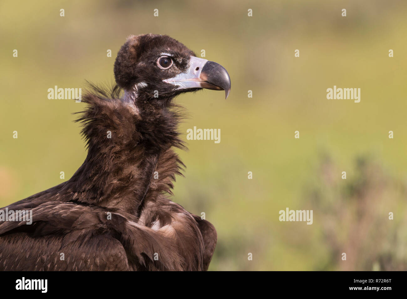 One black vulture in hi-res stock photography and images - Alamy