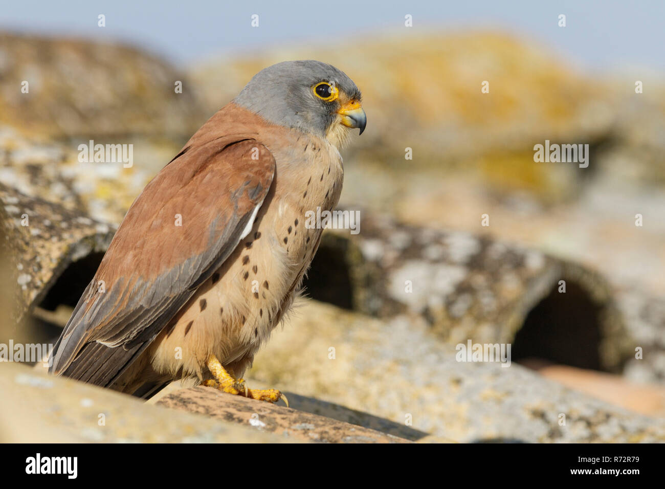 Lesser kestrel m, Spain, (Falco naumanni Stock Photo - Alamy