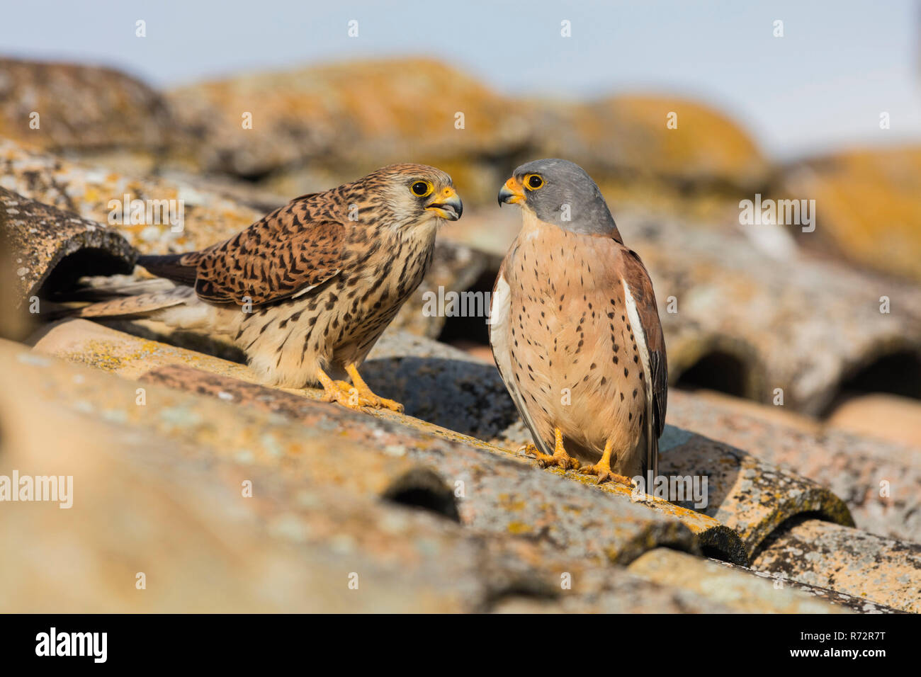 Falco naumanni hi-res stock photography and images - Alamy