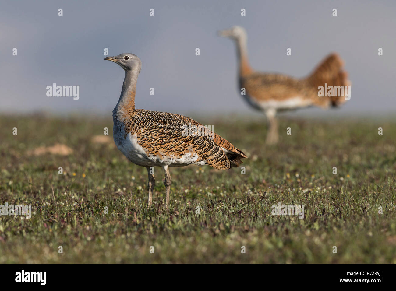 Bustards hi-res stock photography and images - Alamy