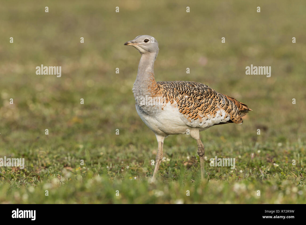 Female great bustard hi-res stock photography and images - Alamy