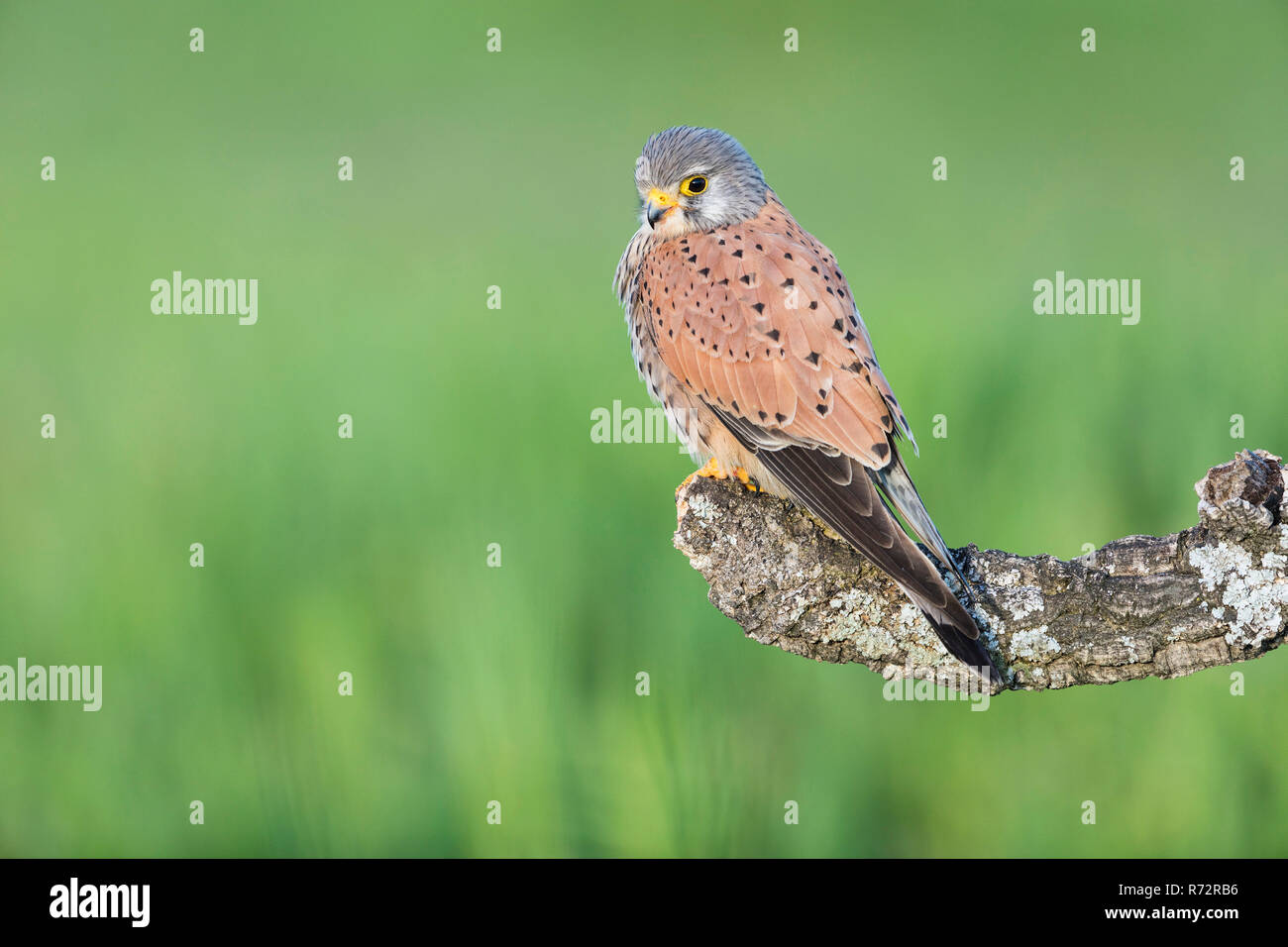 Common kestrel falco tinnunculus adult male hi-res stock photography ...