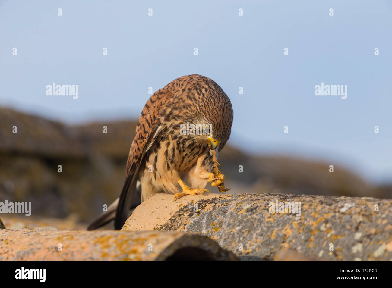 Lesser kestrel f with centipede, Spain, (Falco naumanni Stock Photo - Alamy