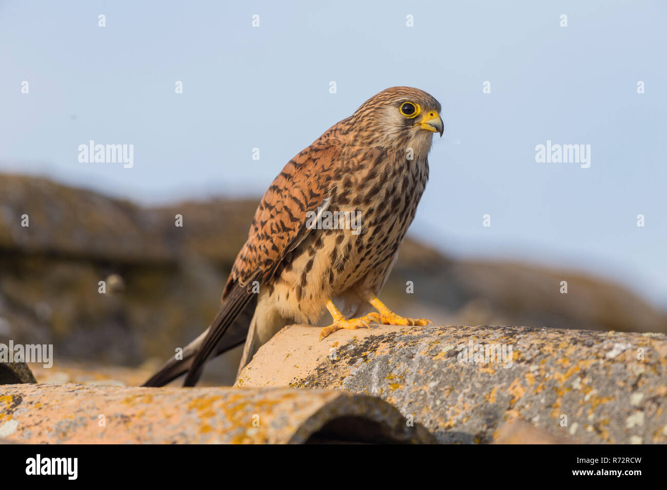 Lesser kestrel, Spain, (Falco naumanni Stock Photo - Alamy