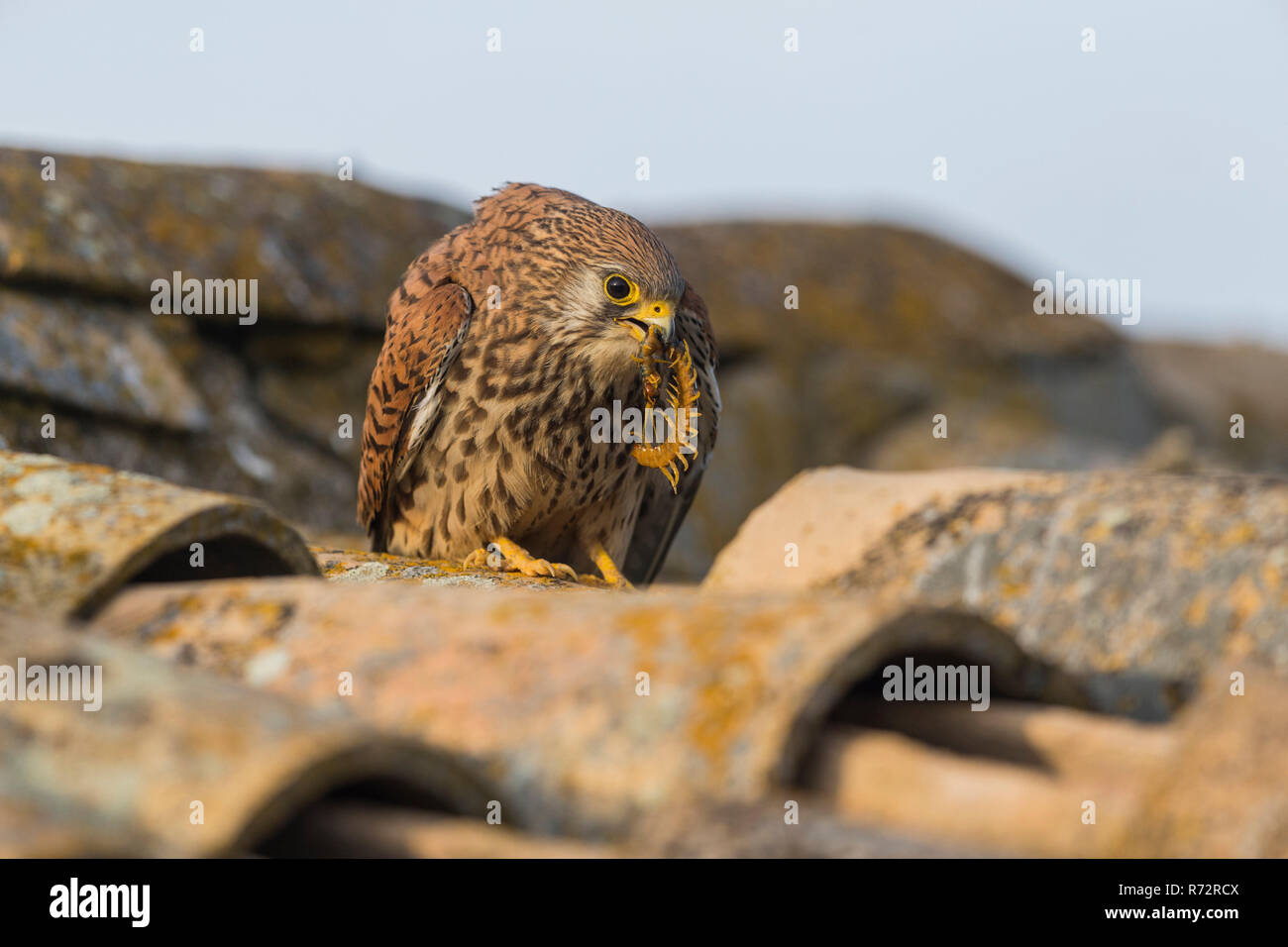 Lesser kestrel f with centipede, Spain, (Falco naumanni Stock Photo - Alamy