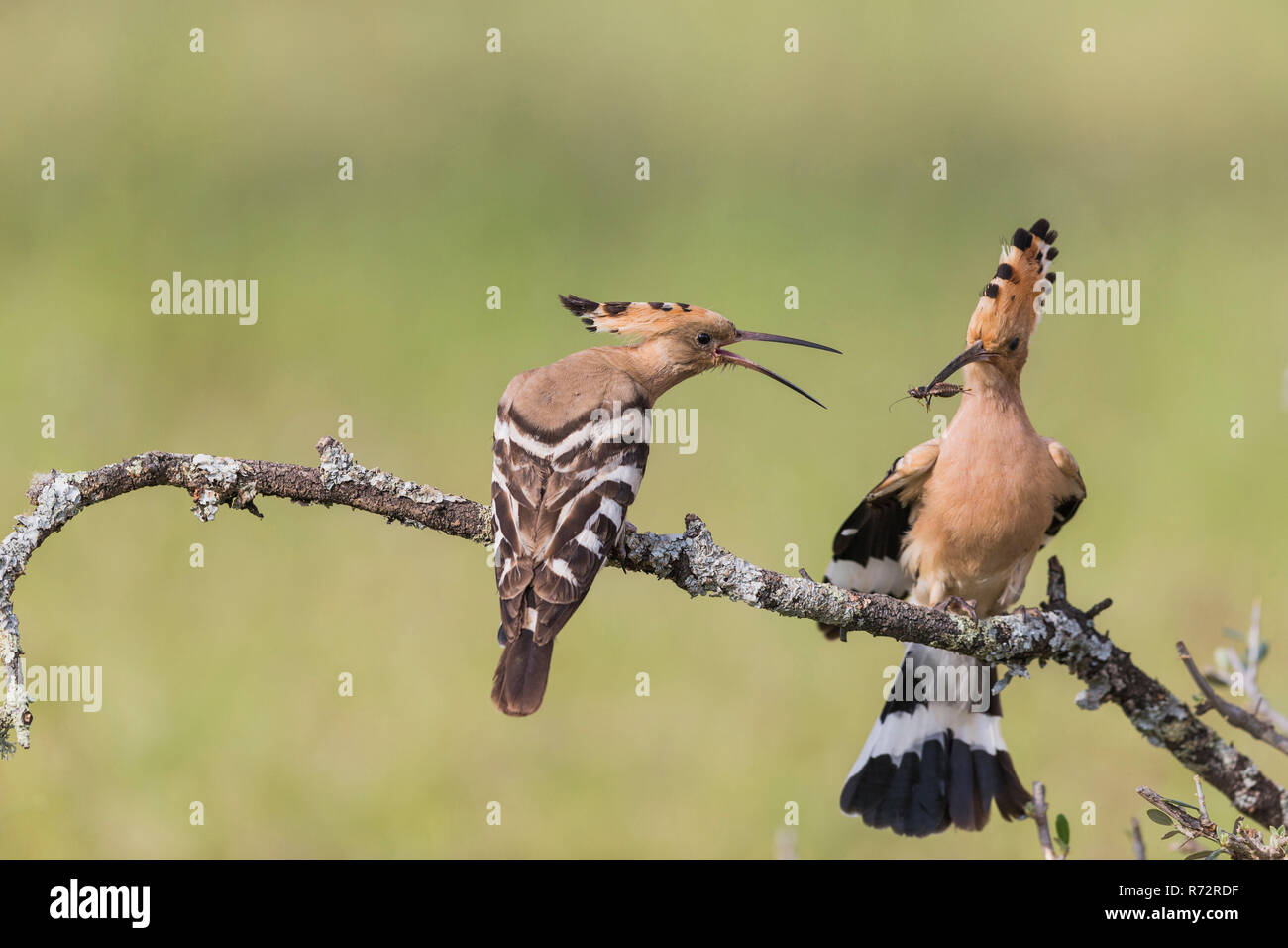 Female hoopoe hi-res stock photography and images - Alamy