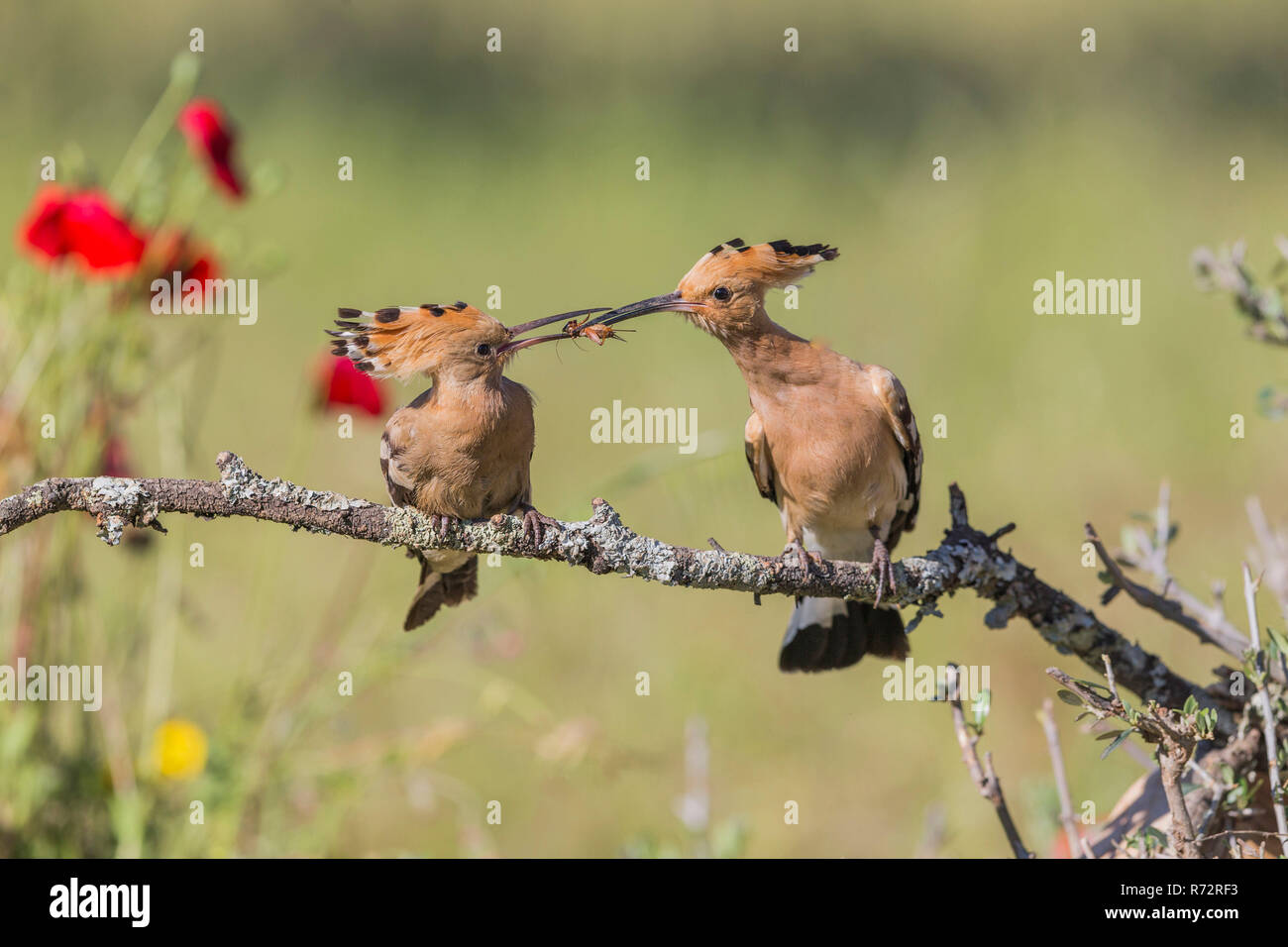 Young hoopoe hi-res stock photography and images - Alamy