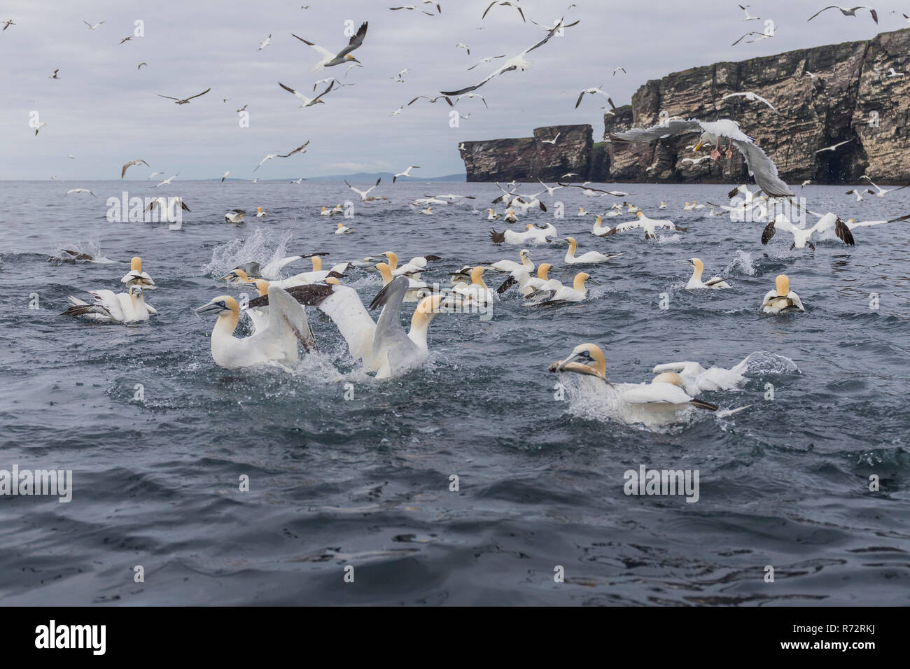 Gannets feeding, Shetlands, Noss Head, (Morus bassanus Stock Photo - Alamy