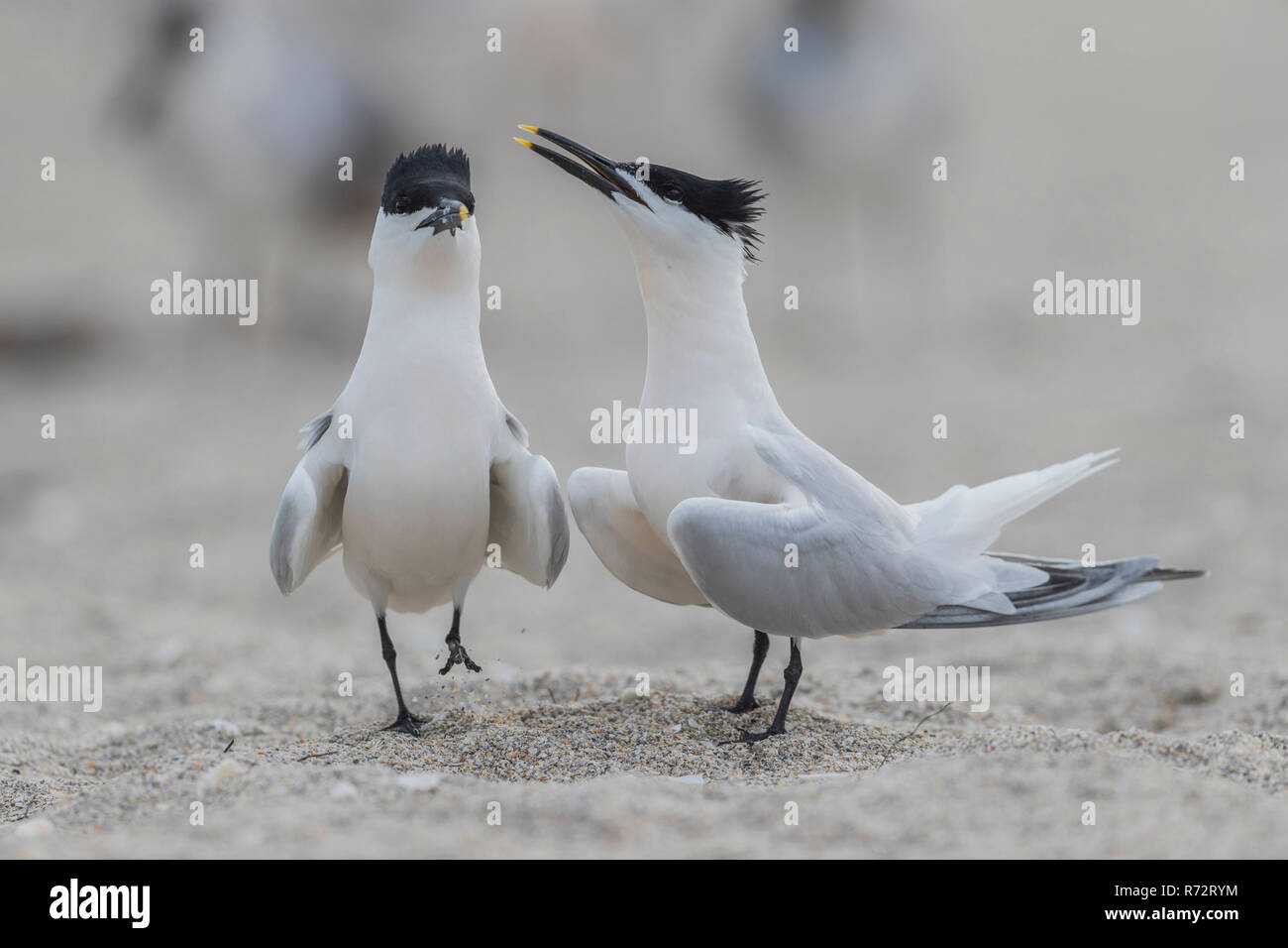 Sandwich tern, USA, Florida, (Thalasseus sandvicensis Stock Photo - Alamy