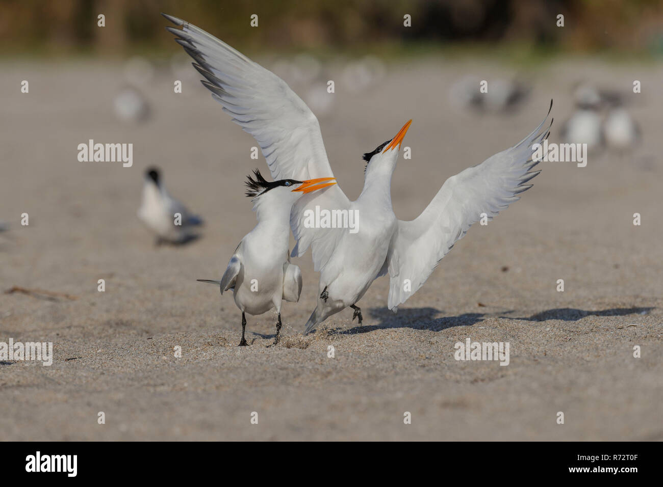 Sterna Maxima High Resolution Stock Photography and Images - Alamy