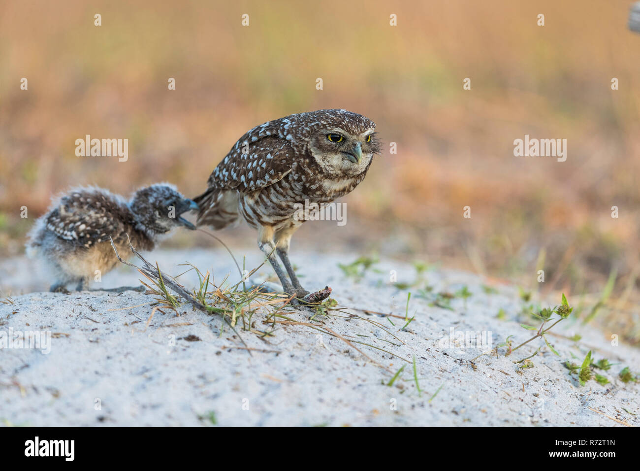 Owl with snake hi-res stock photography and images - Alamy