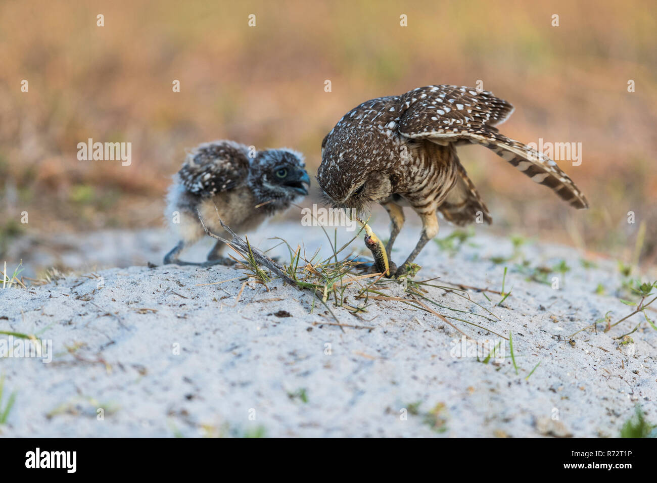 Owl with snake hi-res stock photography and images - Alamy