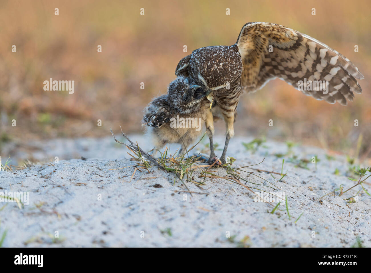 Owl with snake hi-res stock photography and images - Alamy