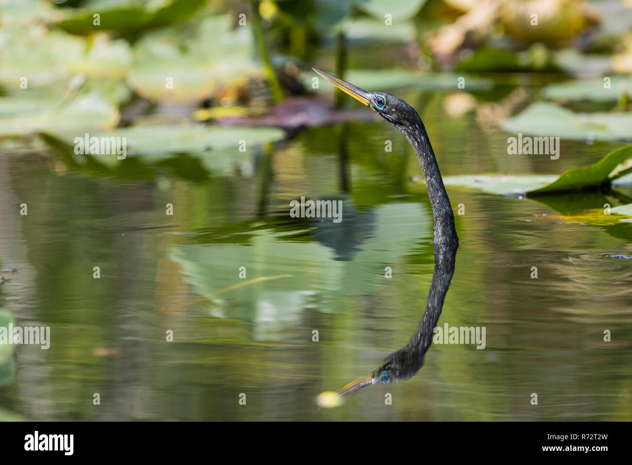 Anhinga anhingas florida hi-res stock photography and images - Alamy