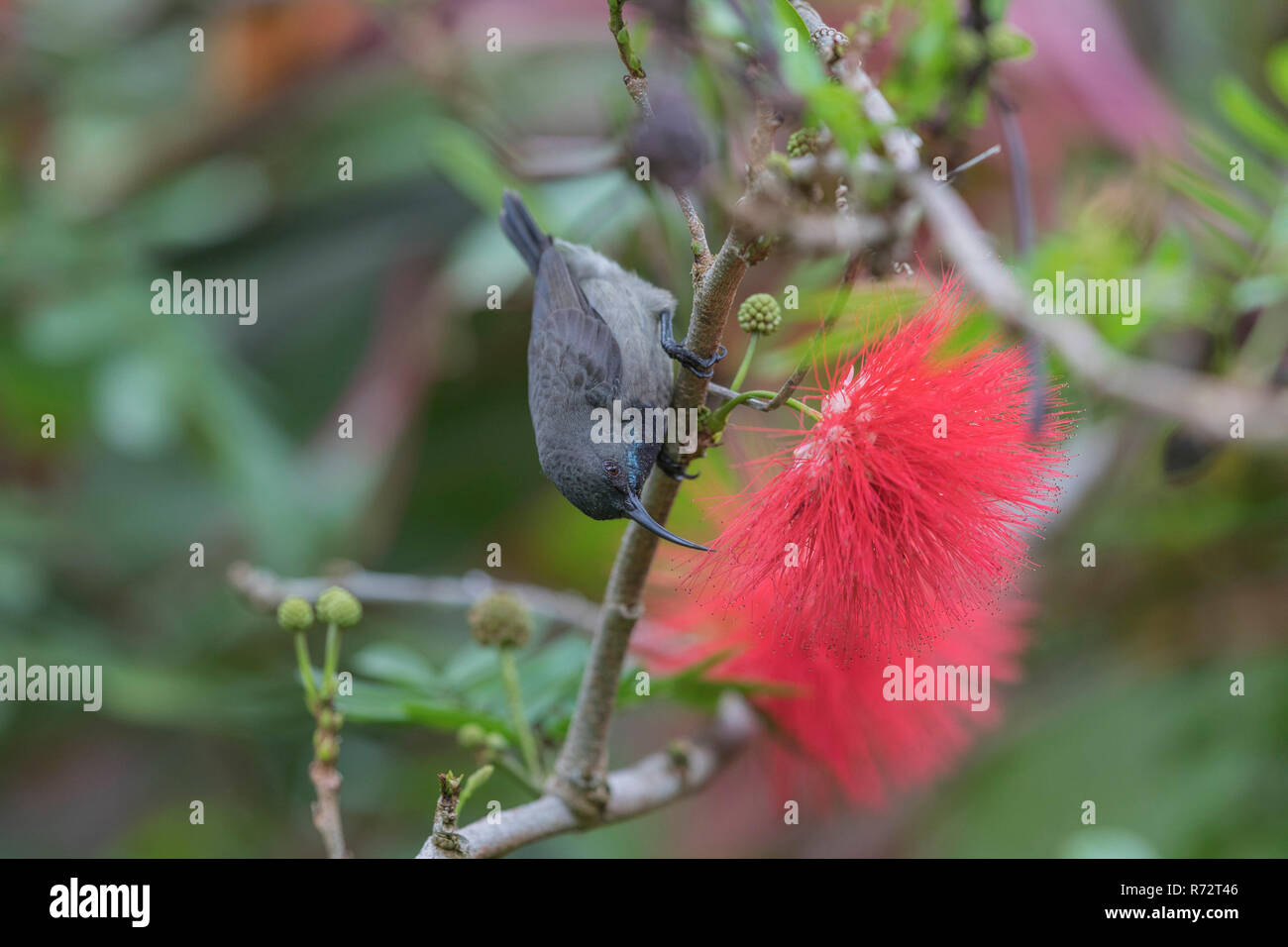 Seychelles sunbird, Seychelles, (Cinnyris dussumieri Stock Photo - Alamy
