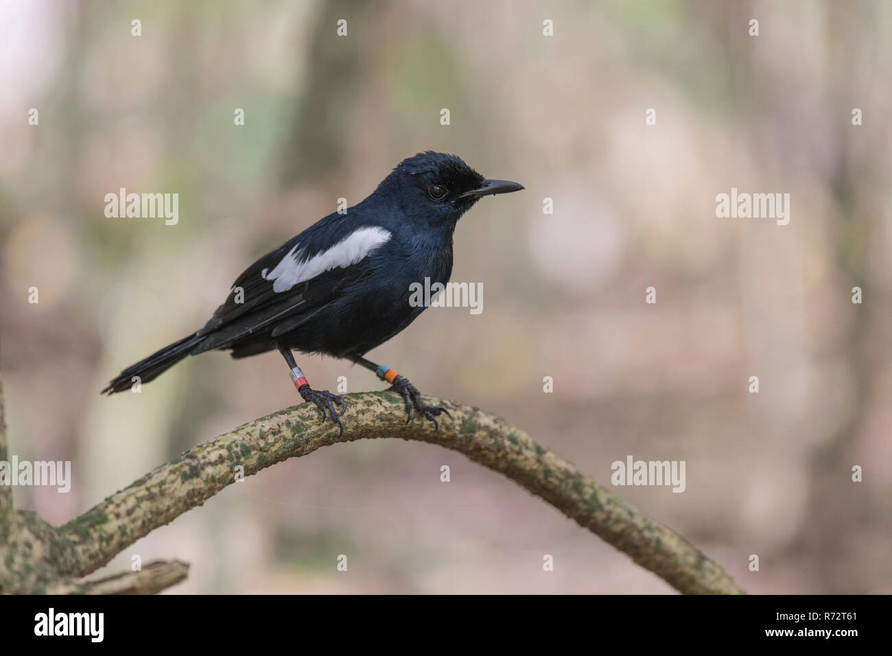 Magpie robin hi-res stock photography and images - Alamy