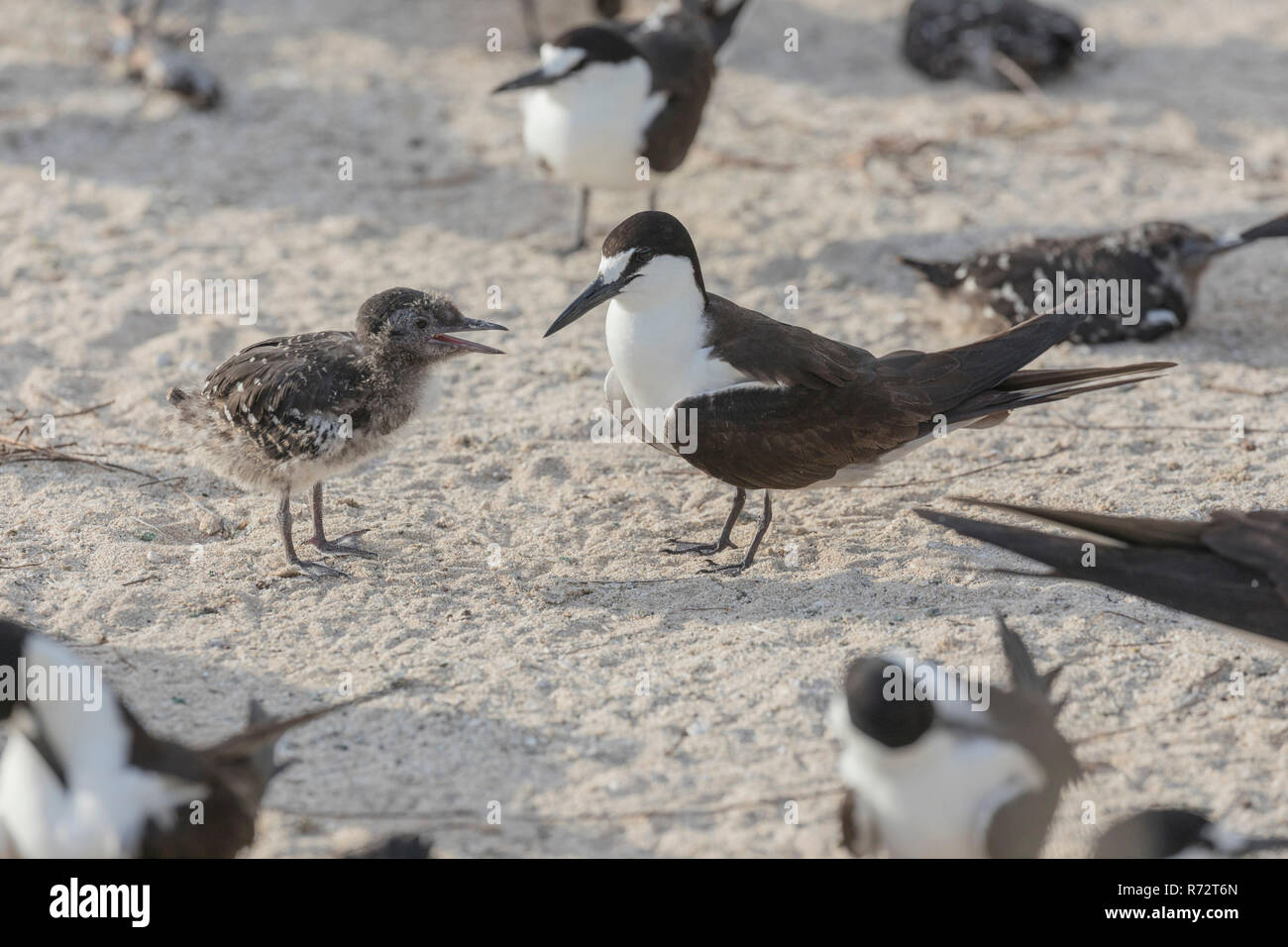 Sooty tern, Bird Island, Seychelles, (Onychoprion fuscatus Stock Photo ...