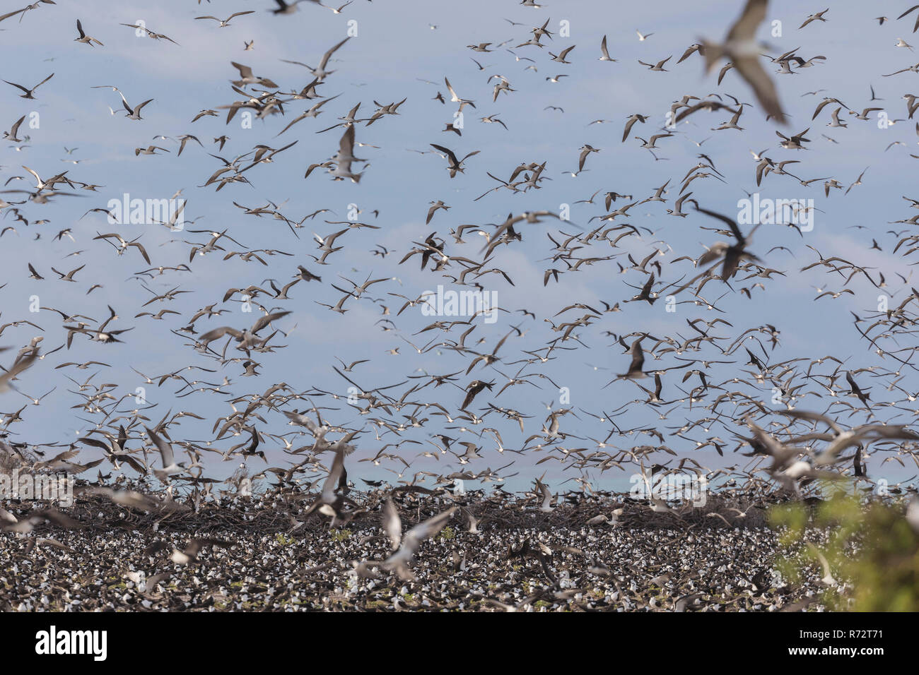 Sooty tern, Bird Island, Seychelles, (Onychoprion fuscatus Stock Photo ...