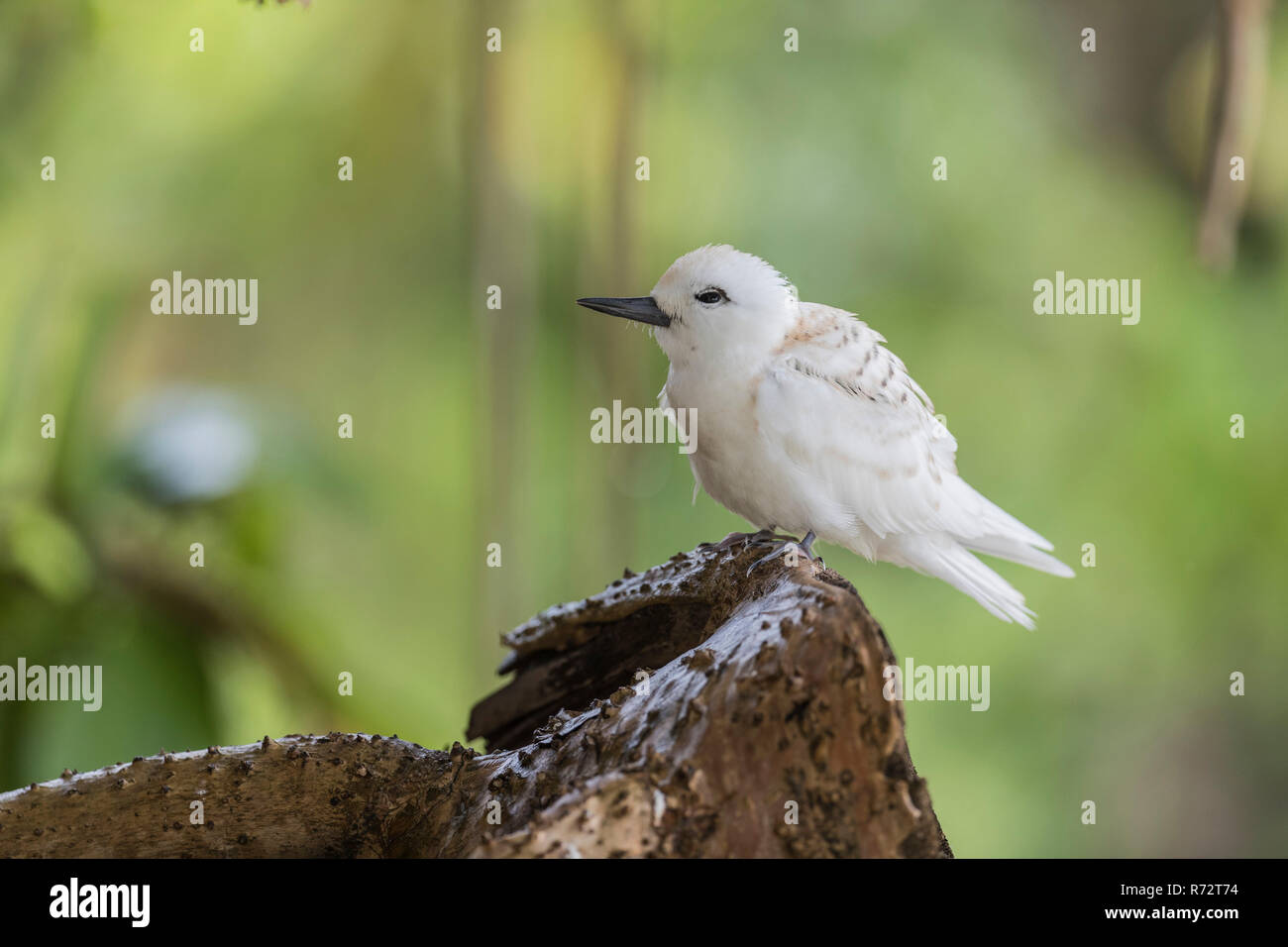 White tern or Fairy tern, (Gygis alba), Bird island, Seychelles Stock ...