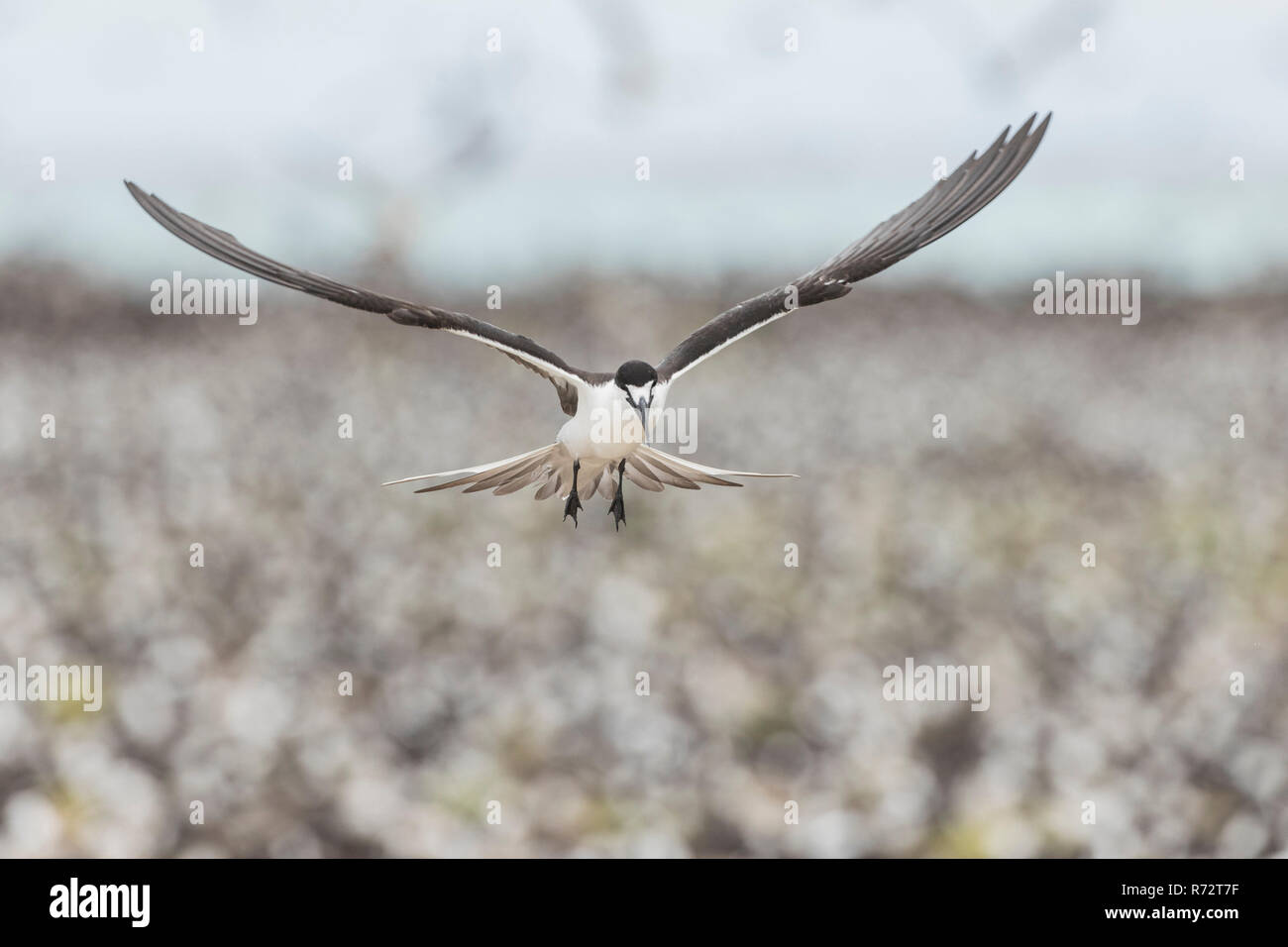 Sooty tern, Bird Island, Seychelles, (Onychoprion fuscatus Stock Photo ...