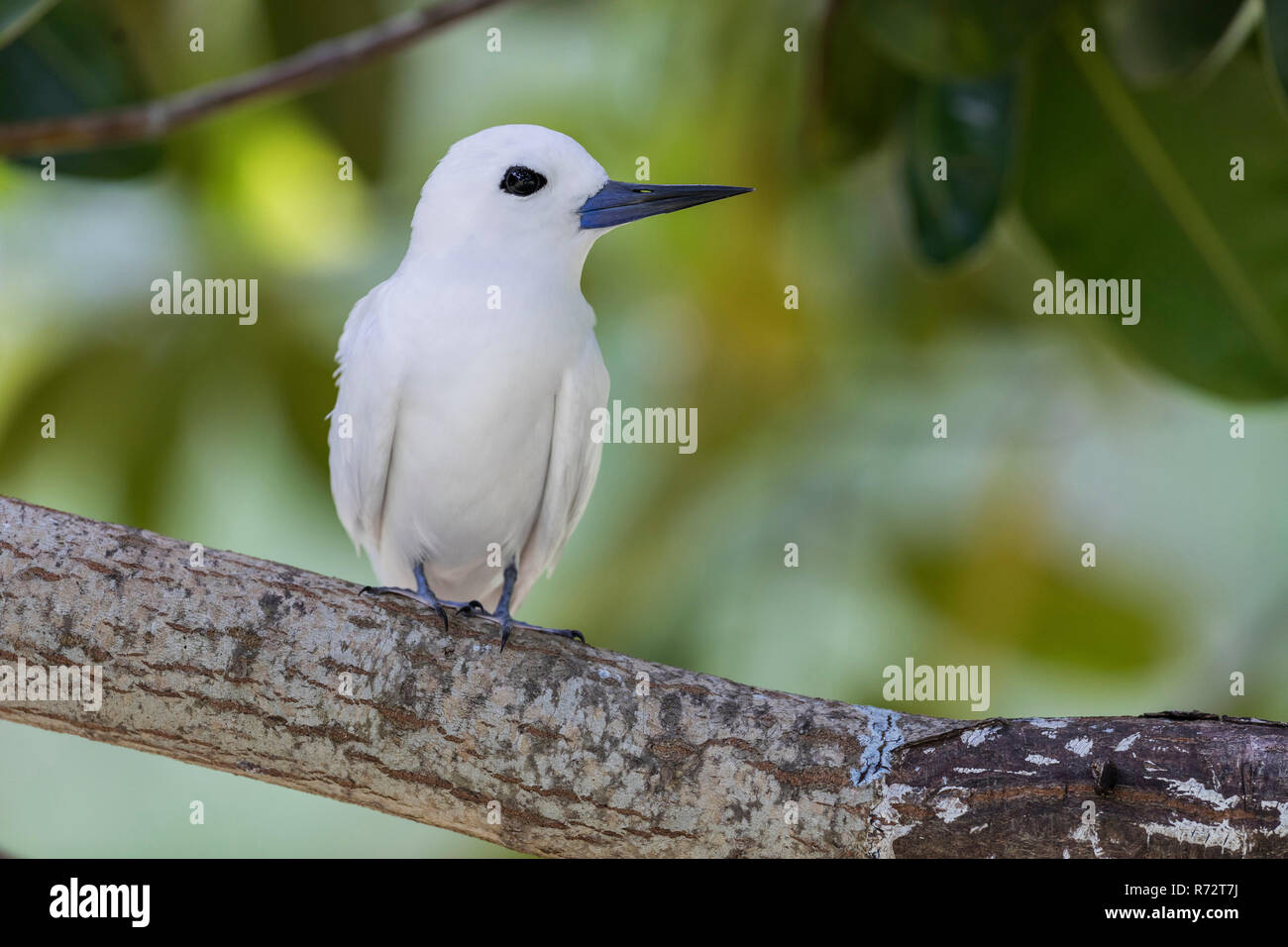 White tern or Fairy tern, (Gygis alba), Bird island, Seychelles Stock ...