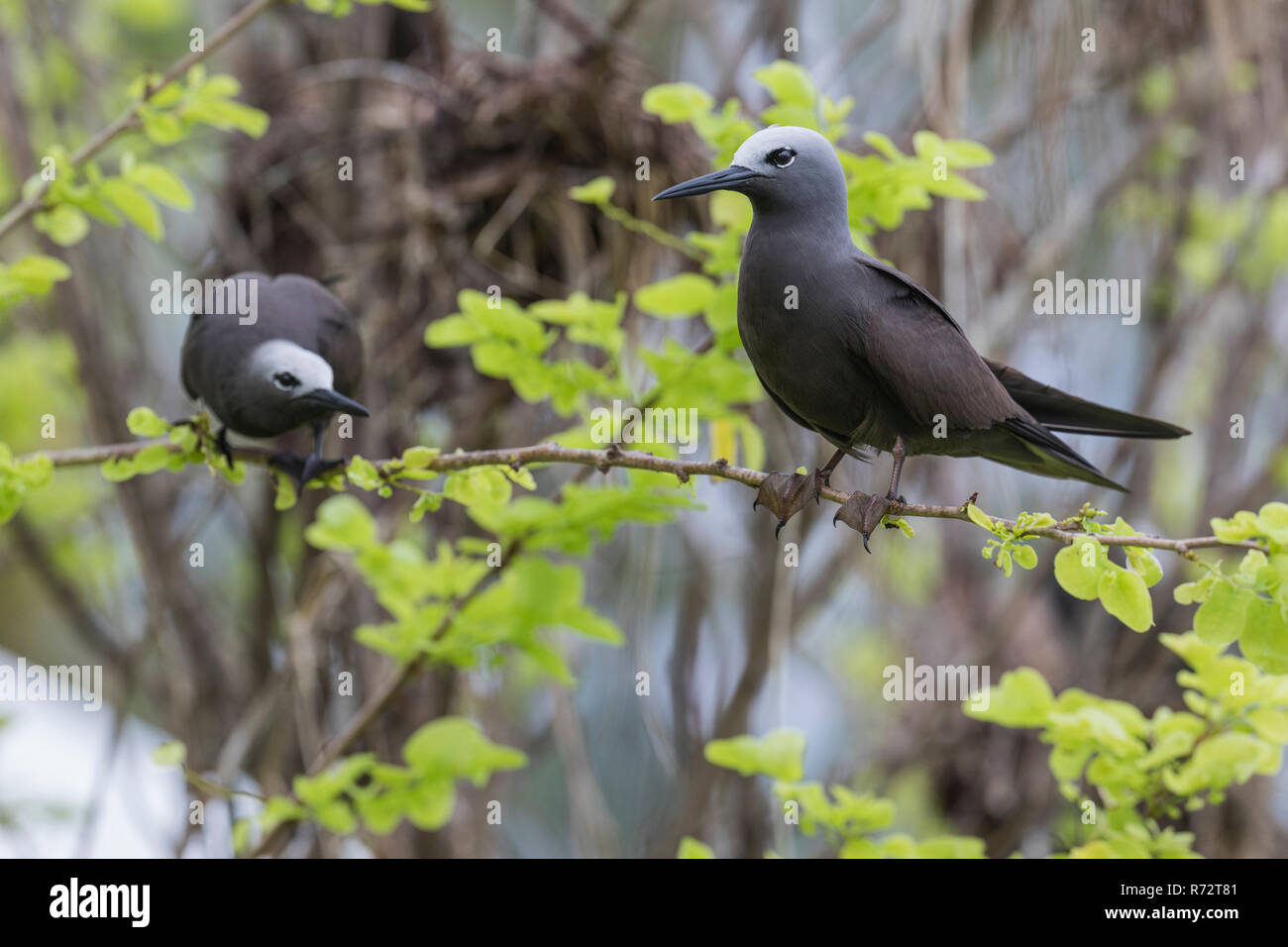 Sooty noddy hi-res stock photography and images - Alamy
