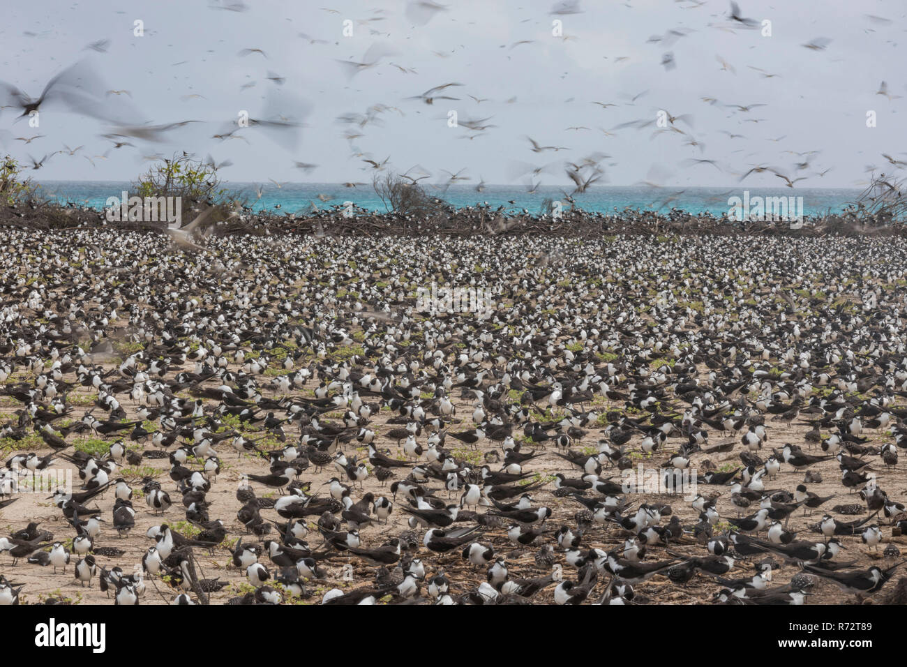 Sooty tern, Bird Island, Seychelles, (Onychoprion fuscatus Stock Photo ...