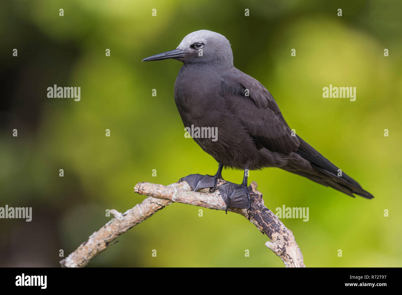 Lesser Noddy, Bird island, Seychelles, (Anous tenuirostris Stock Photo ...