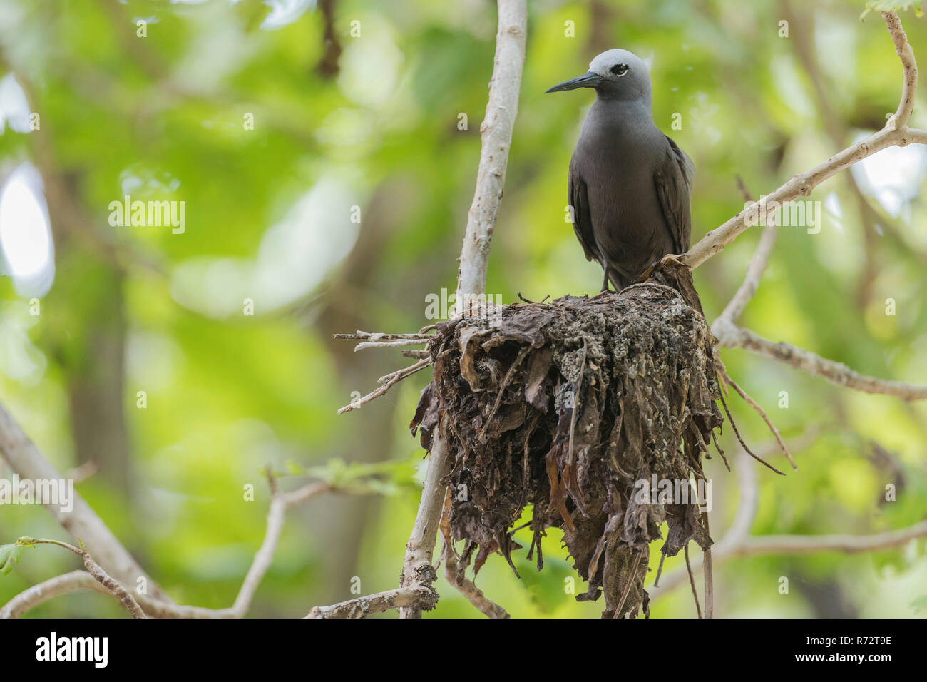 Lesser noddy bird anous hi-res stock photography and images - Alamy