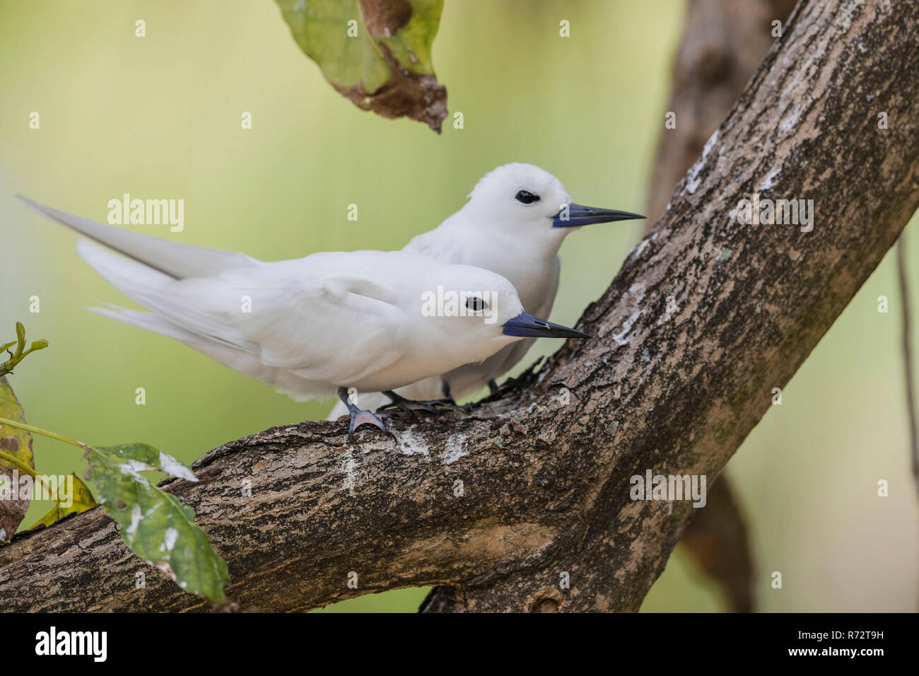 Gygis alba hi-res stock photography and images - Alamy