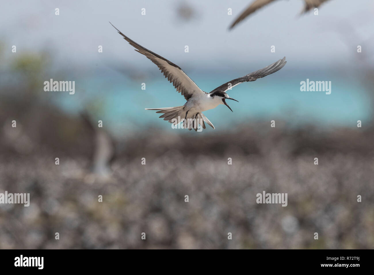 Sooty tern, Bird Island, Seychelles, (Onychoprion fuscatus Stock Photo ...