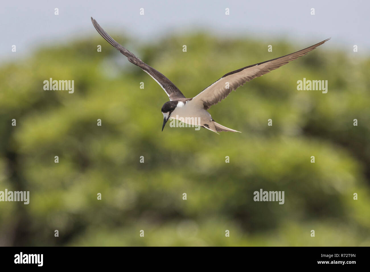 Sooty tern, Bird Island, Seychelles, (Onychoprion fuscatus Stock Photo ...
