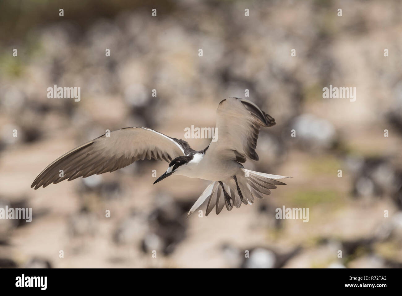 Sooty tern, Bird Island, Seychelles, (Onychoprion fuscatus Stock Photo ...