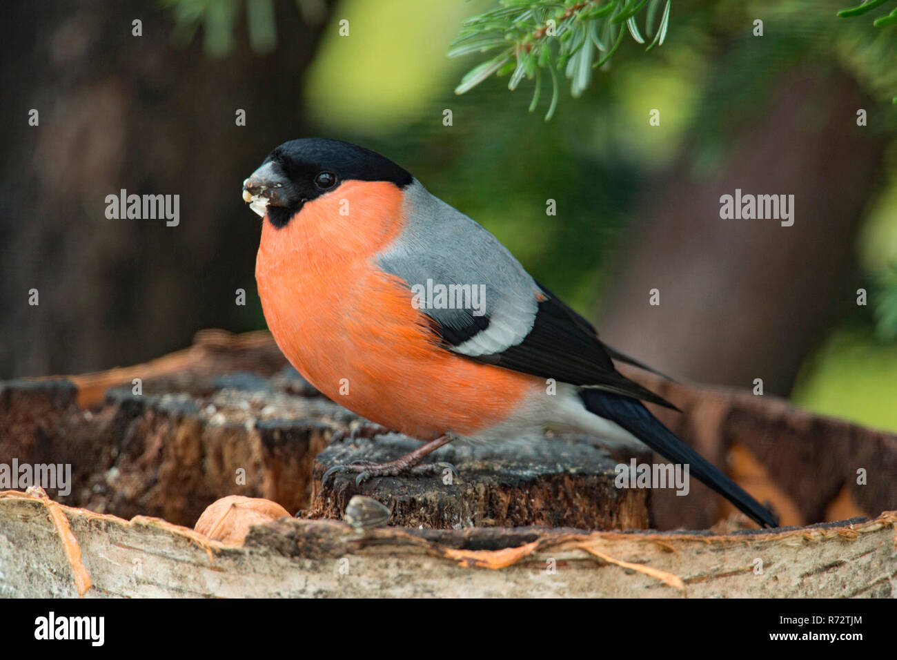 eurasian bullfinch, male, (Pyrrhula pyrrhula Stock Photo - Alamy