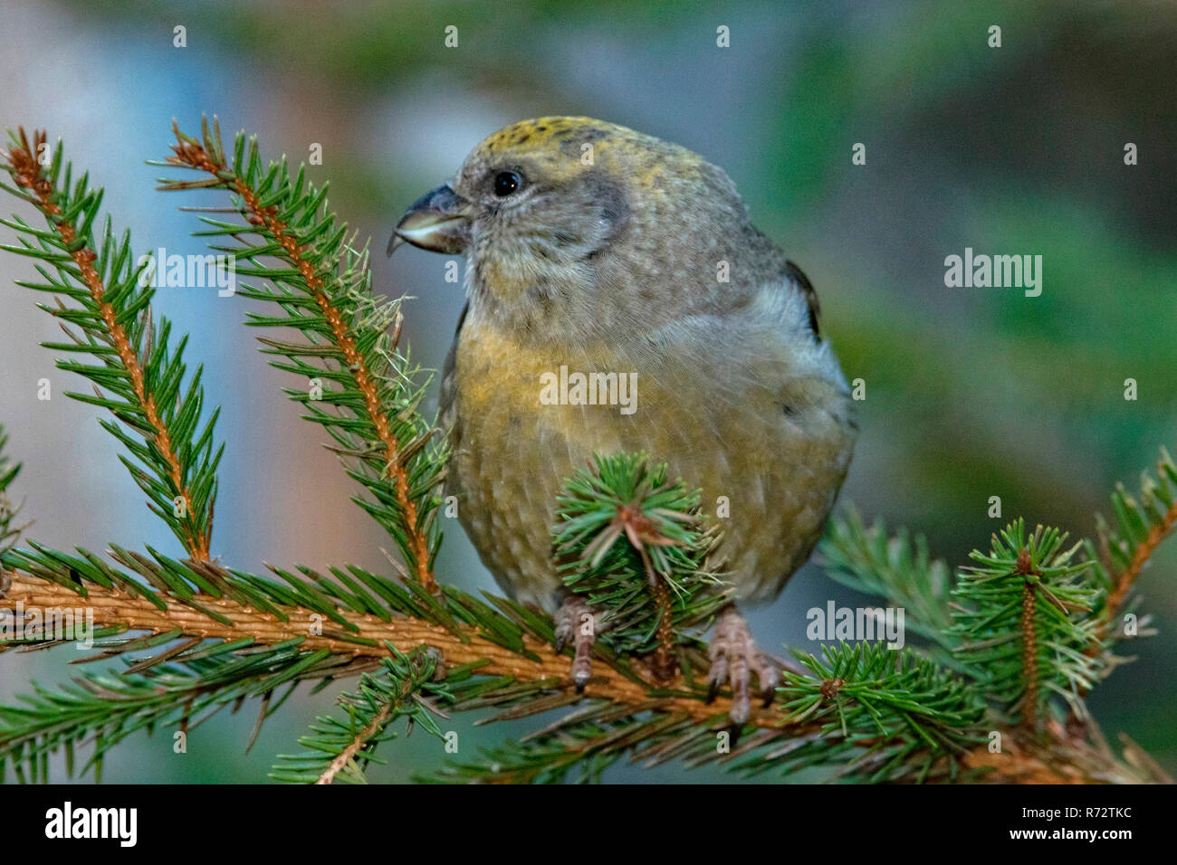 red crossbill, female, (Loxia curvirostra Stock Photo - Alamy